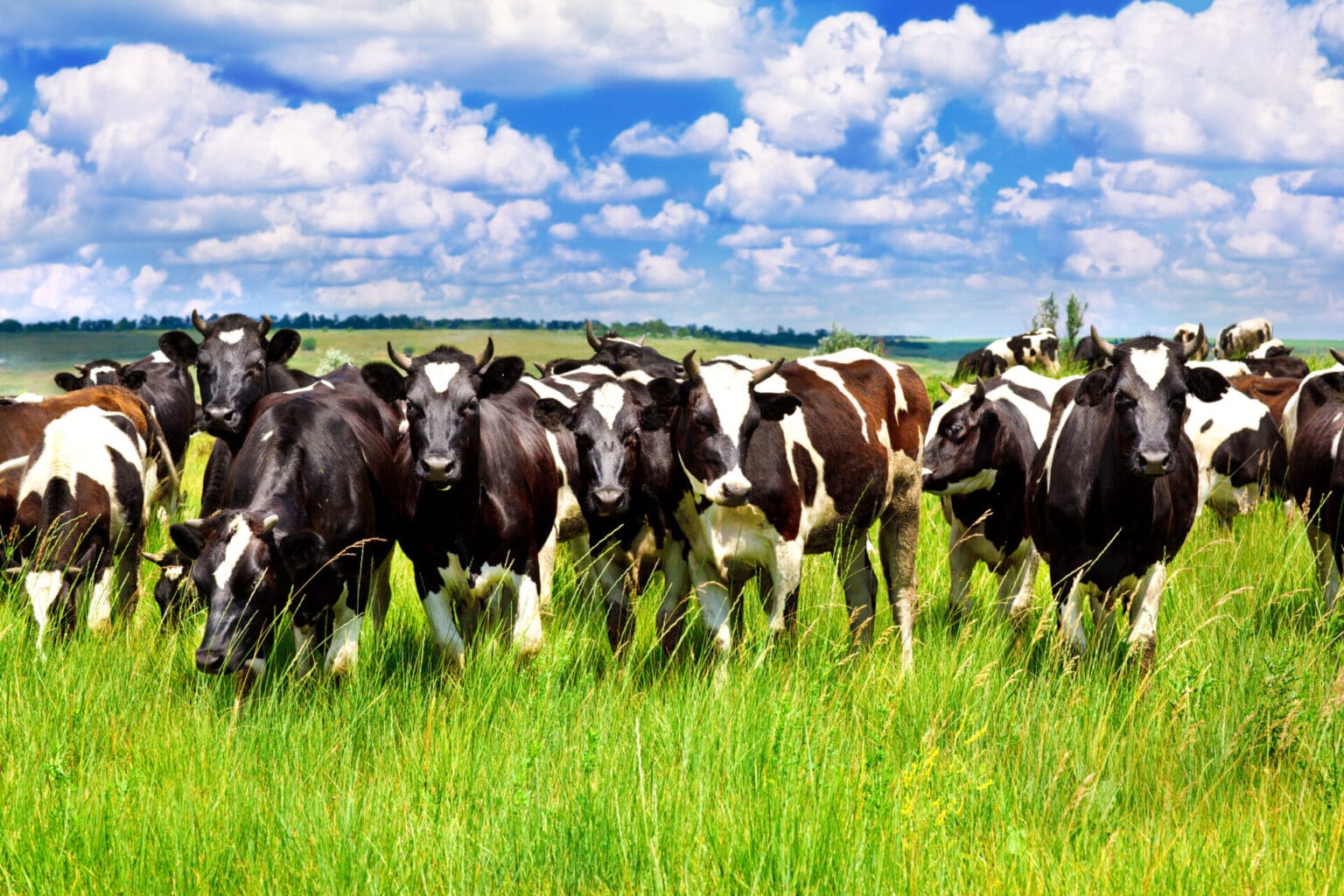 Tallow & Beef Suet Tested for Toxic Phthalates - MAMAVATION
